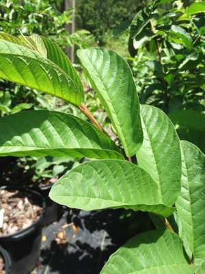 Guava Trees – Urban Tropicals