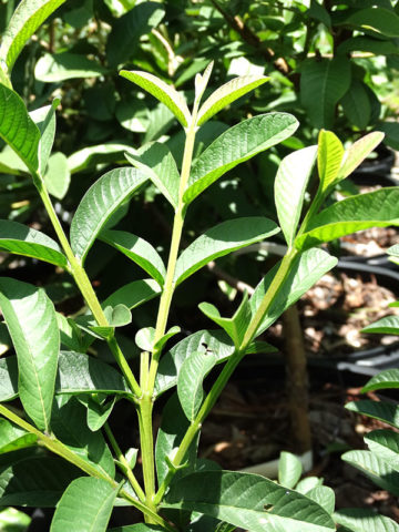 Sartre Arrayan Guava Fruit Tree (psidium guajava) – Urban Tropicals