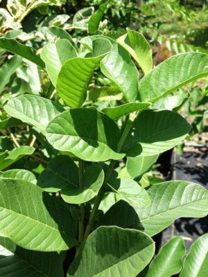 Guava Trees – Urban Tropicals