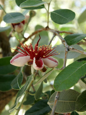 Guava Trees – Urban Tropicals