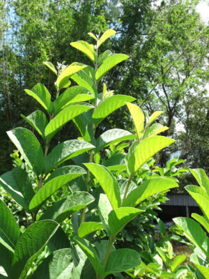 Guava Trees – Urban Tropicals