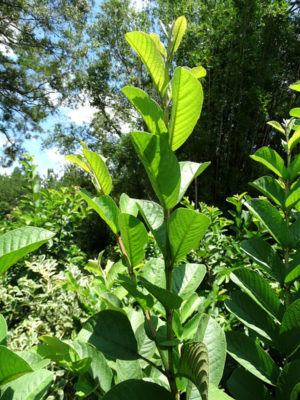 Guava Trees – Urban Tropicals