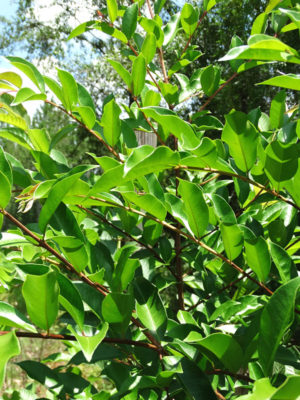 Guava Trees – Urban Tropicals