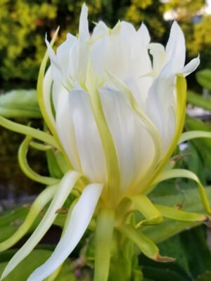 Valdivia Roja Dragon Fruit Cactus (hylocereus ocamponis) – UrbanTropicals