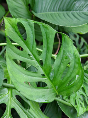 Monstera Adansonii Fairchild Double Window Plant in 2×3″ pot – Urban ...
