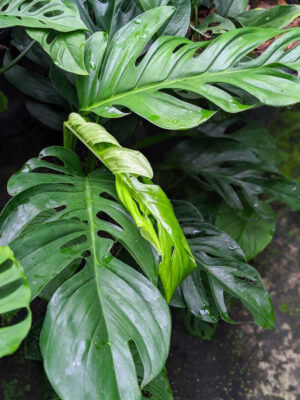 HUGE Monstera Dissecta Fairchild Plant in 4″ pot – Urban Tropicals