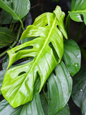 HUGE Monstera Dissecta Fairchild Plant in 4″ pot – Urban Tropicals