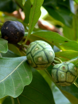 Tamil Noni, Wild Indian Mulberry Tree (morinda coreia) – Urban Tropicals