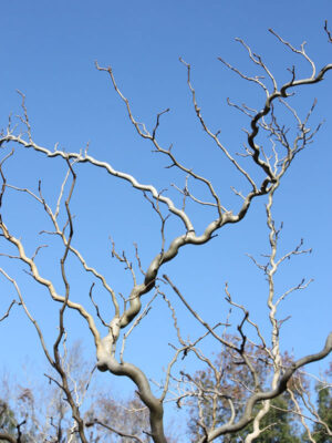 Contorted Mulberry Tree (morus nigra) – Urban Tropicals