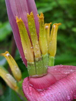 Lg. Pink Serpent Flowering Banana Tree (musa ornata) – Urban Tropicals