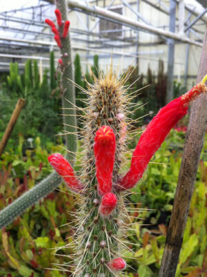 Snake Cactus (nyctocereus serpentinus) – Urban Tropicals