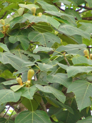 Balsa Wood Tree (ochroma pyramidale) – Urban Tropicals