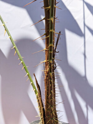 Asian Climbing Rattan Palm (calamus guruba) – Urban Tropicals