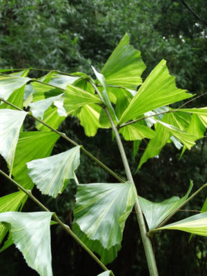 Variegated Fishtail Palm Tree (caryota mitis) – Urban Tropicals