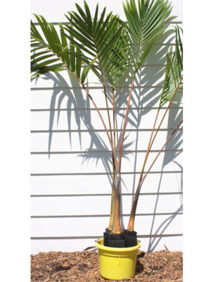 Lg. Bottle Palm Tree (hyophorbe lagenicaulis) – Urban Tropicals