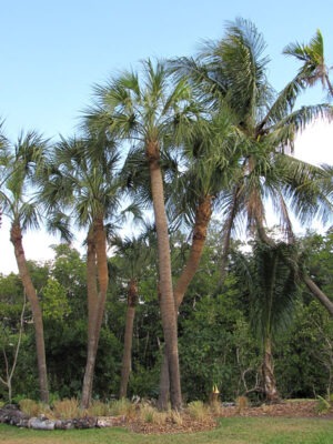 Cabbage Palmetto Palm Tree (sabal palmetto) – Urban Tropicals