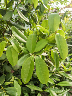 Bay Rum Spice Tree (pimenta racemosa) – Urban Tropicals