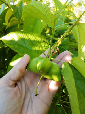 Inca Peanut Sacha Plant (plukenetia volubilis) – Urban Tropicals