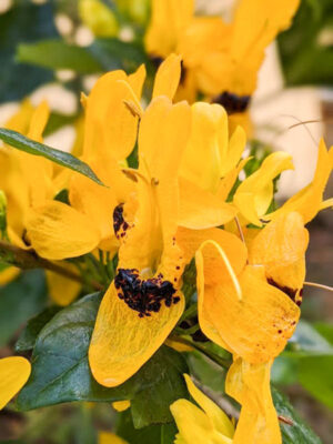 Polynesian Gold Dragon Flower Plant (ruttya fruticosa) – Urban Tropicals