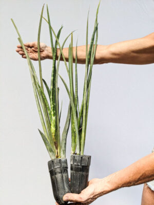 Sansevieria Stella Plant (snake plant) – Urban Tropicals