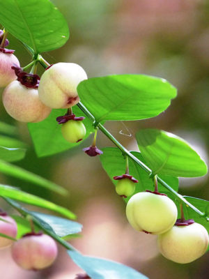 Katuk Sweet Leaf Plant (sauropus androgynus) – Urban Tropicals