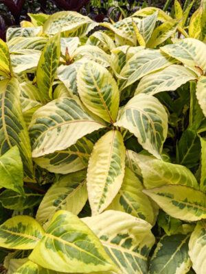 Rare Asian Tropical Shrub (sanchezia speciosa singapore) – Urban Tropicals