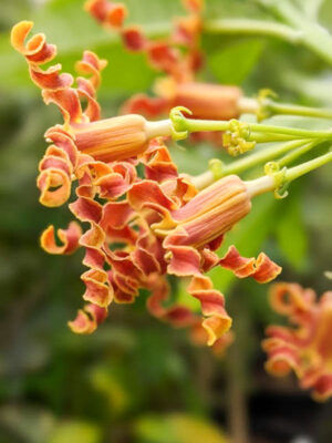 Madagascar Corkscrew Flower Bush (strophanthus boivinii) – Urban Tropicals