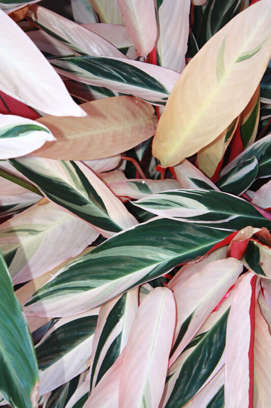 Tricolor Ginger Plant (stromanthe sanguinea) – Urban Tropicals