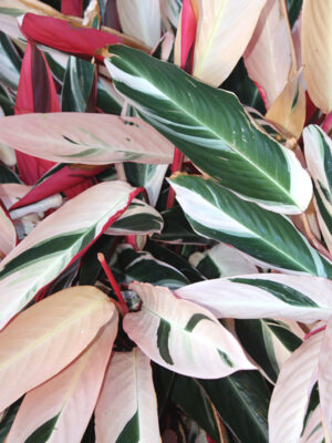 Tricolor Ginger Plant (stromanthe sanguinea) – Urban Tropicals
