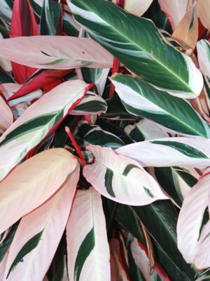 Tricolor Ginger Plant (stromanthe sanguinea) – Urban Tropicals