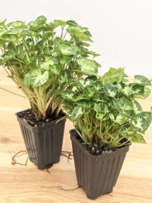 Mini Pixie Arrowhead Plant (syngonium podophyllum in 2×3″ pot) – Urban ...