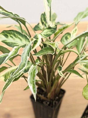 Starlite Arrowhead Plant (syngonium podophyllum in 2×3″ pot) – Urban ...