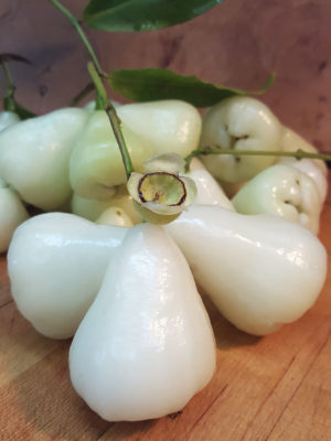 Wax Jamboo Tree (syzygium javanicum) – Urban Tropicals