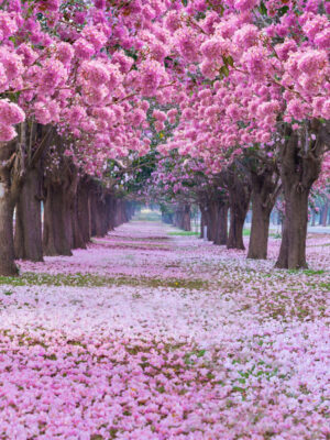NEON PINK Coral Trumpet Tree (tabebuia rosea) – Urban Tropicals