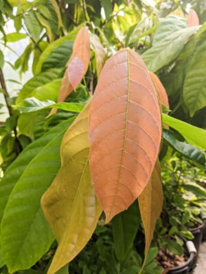 Real Chocolate Tree (theobroma cacao) – Urban Tropicals