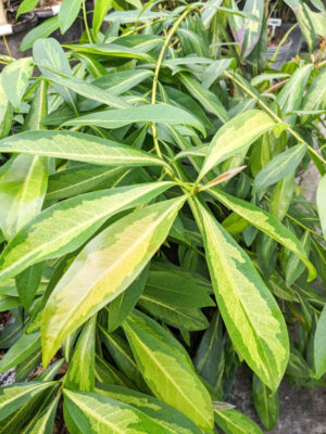 Showy Bi-Color Golden Penda Tree (xanthostemon chrysanthus bc) – Urban ...