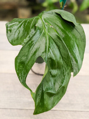 HUGE Monstera Dissecta Fairchild Plant in 4″ pot – Urban Tropicals