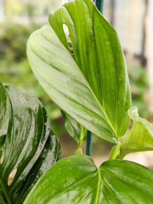 HUGE Monstera Dissecta Fairchild Plant in 4″ pot – Urban Tropicals